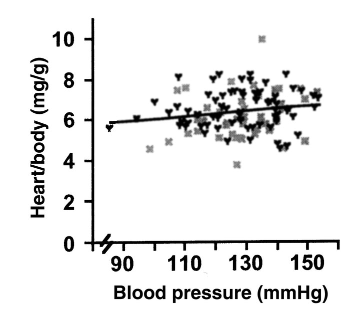 JCI - Pressure-independent enhancement of cardiac hypertrophy in ...