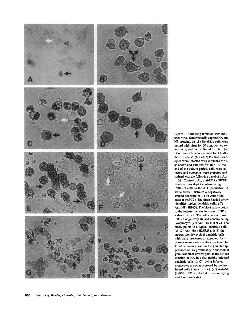 JCI - Influenza virus-infected dendritic cells stimulate strong ...