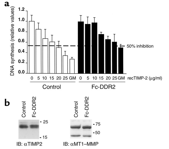 JCI - DDR2 receptor promotes MMP-2–mediated proliferation and invasion ...