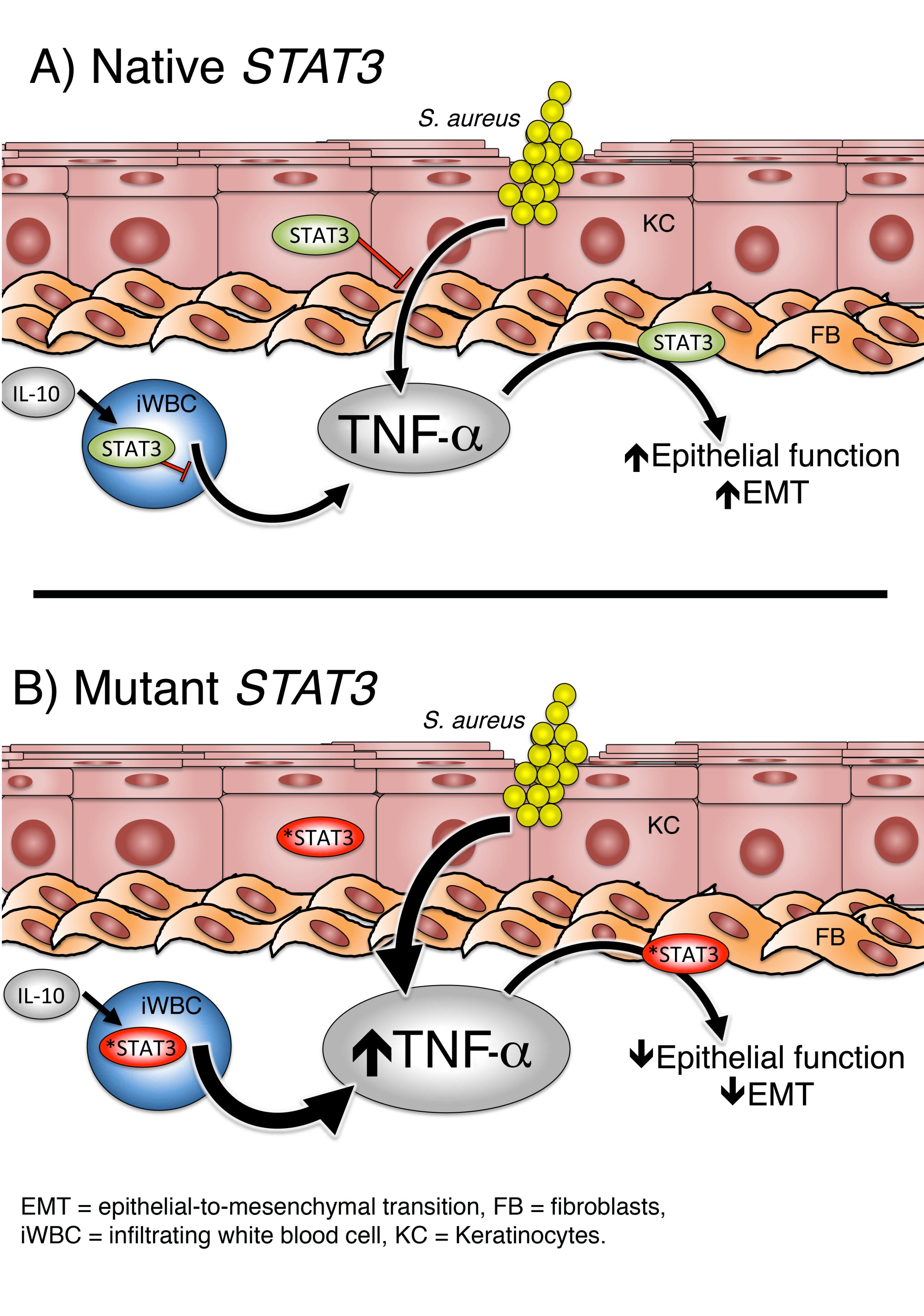 JCI - TNF overproduction impairs epithelial staphylococcal response in ...