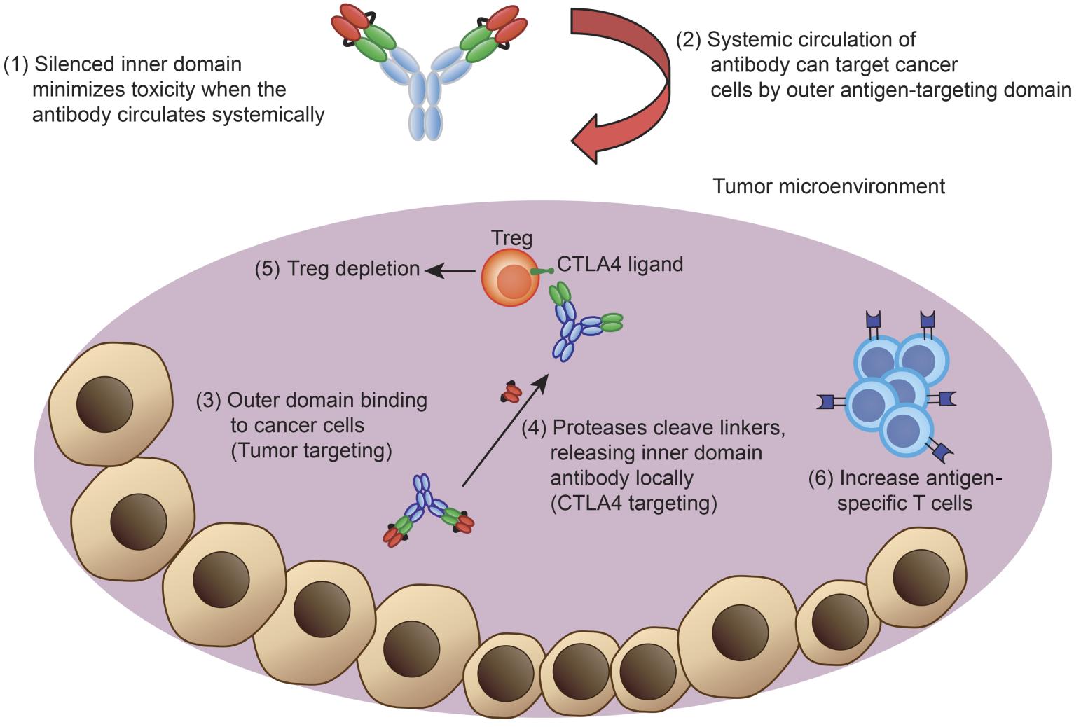 JCI - Tumor-conditional anti-CTLA4 uncouples antitumor efficacy from ...