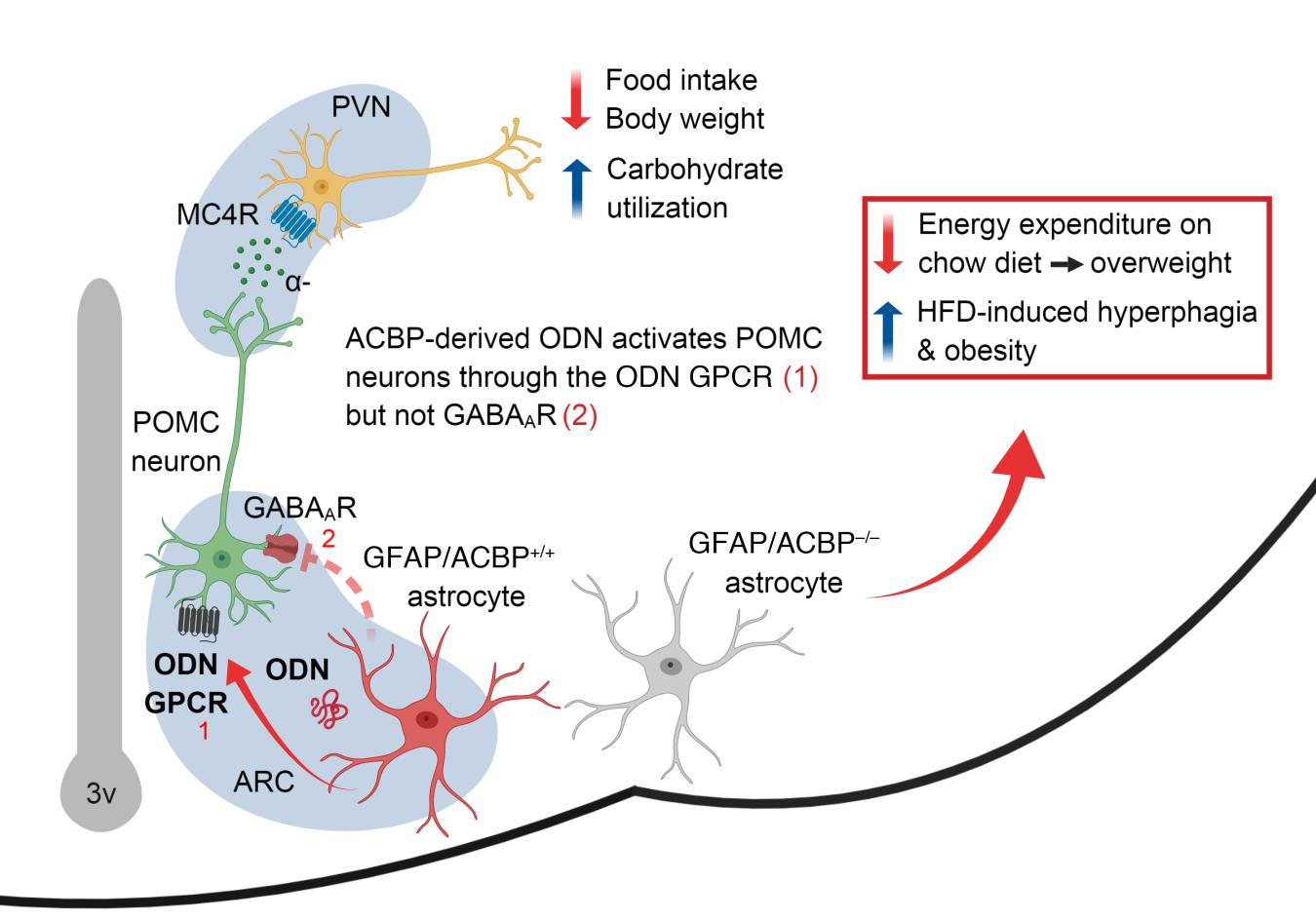 JCI - The gliotransmitter ACBP controls feeding and energy homeostasis ...