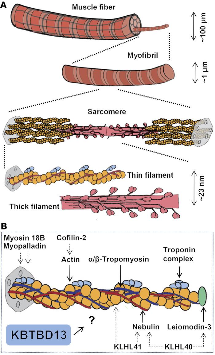 actin thin filament structure
