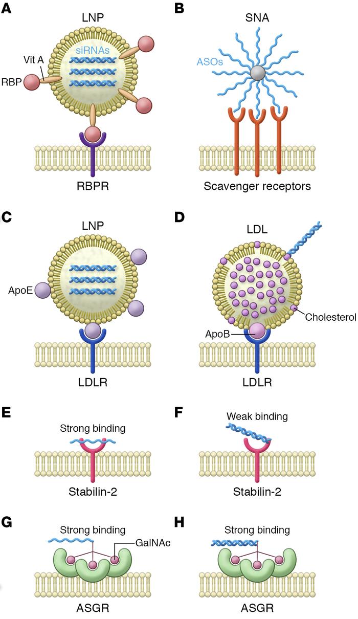 JCI - Selective tissue targeting of synthetic nucleic acid drugs