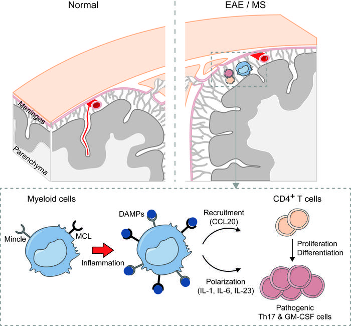 JCI - C-type lectin receptors Mcl and Mincle control development of ...