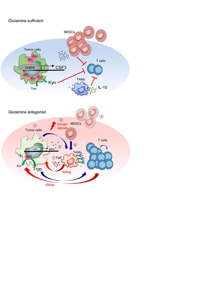 JCI - Targeting glutamine metabolism enhances tumor specific immunity ...