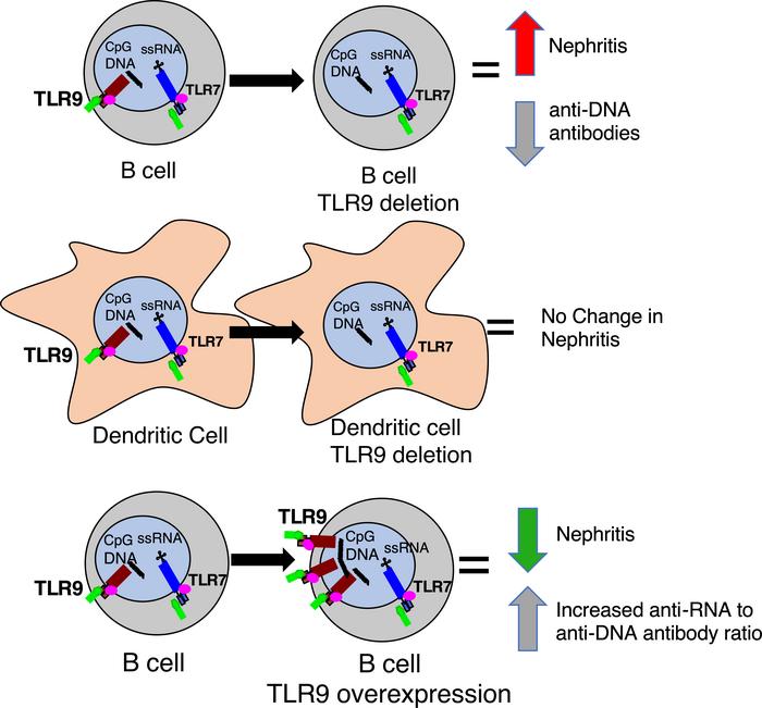 JCI - B cell-intrinsic TLR9 expression is protective in murine lupus