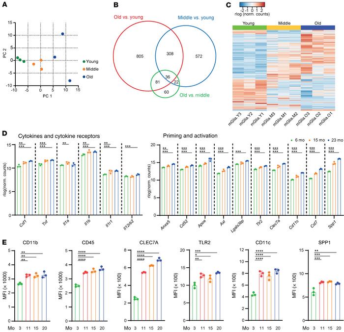 JCI - mTOR-dependent translation amplifies microglia priming in aging mice
