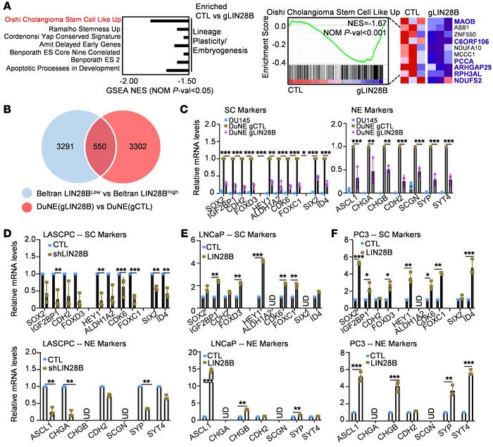 JCI - LIN28B promotes the development of neuroendocrine prostate cancer