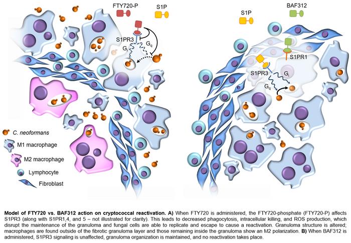 JCI - FTY720 reactivates cryptococcal granulomas in mice through S1P ...