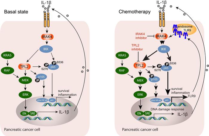 JCI - TPL2 enforces RAS-induced inflammatory signaling and is activated ...