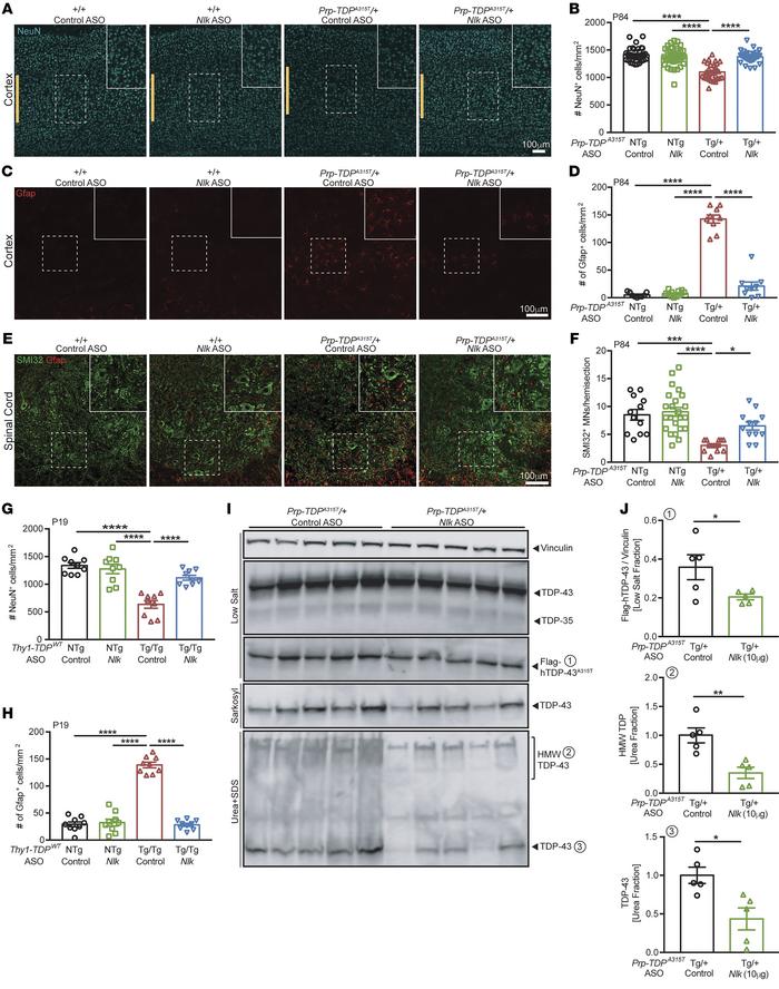 JCI - Reduction of nemo-like kinase increases lysosome biogenesis and ...