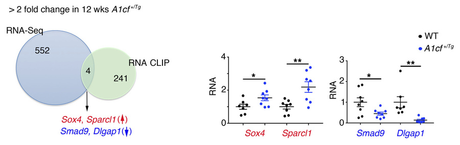 JCI - Apobec1 complementation factor overexpression promotes hepatic ...