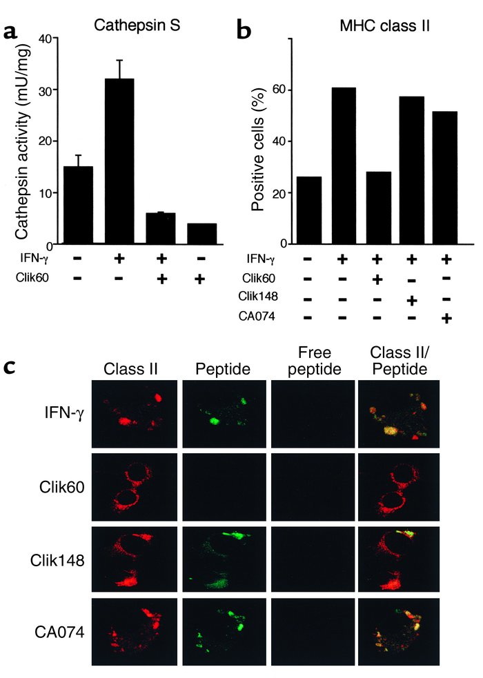 JCI - Cathepsin S inhibitor prevents autoantigen presentation and ...
