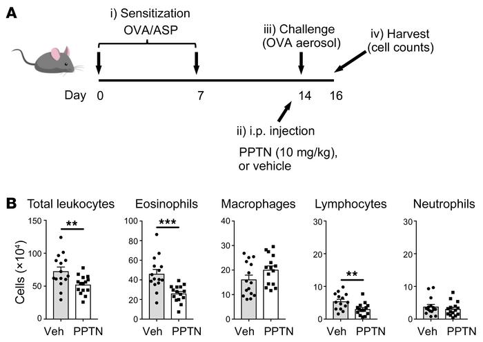 JCI - UDP-glucose and P2Y14 receptor amplify allergen-induced airway ...