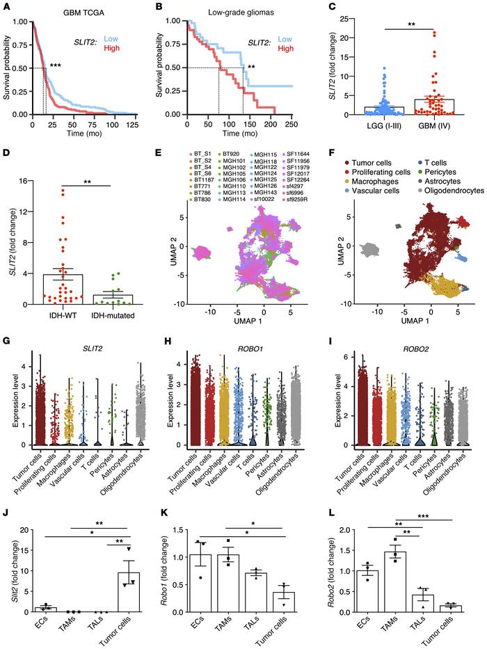 JCI - SLIT2/ROBO signaling in tumor-associated microglia and ...