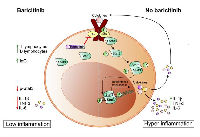 JCI - Baricitinib restrains the immune dysregulation in severe COVID-19 ...