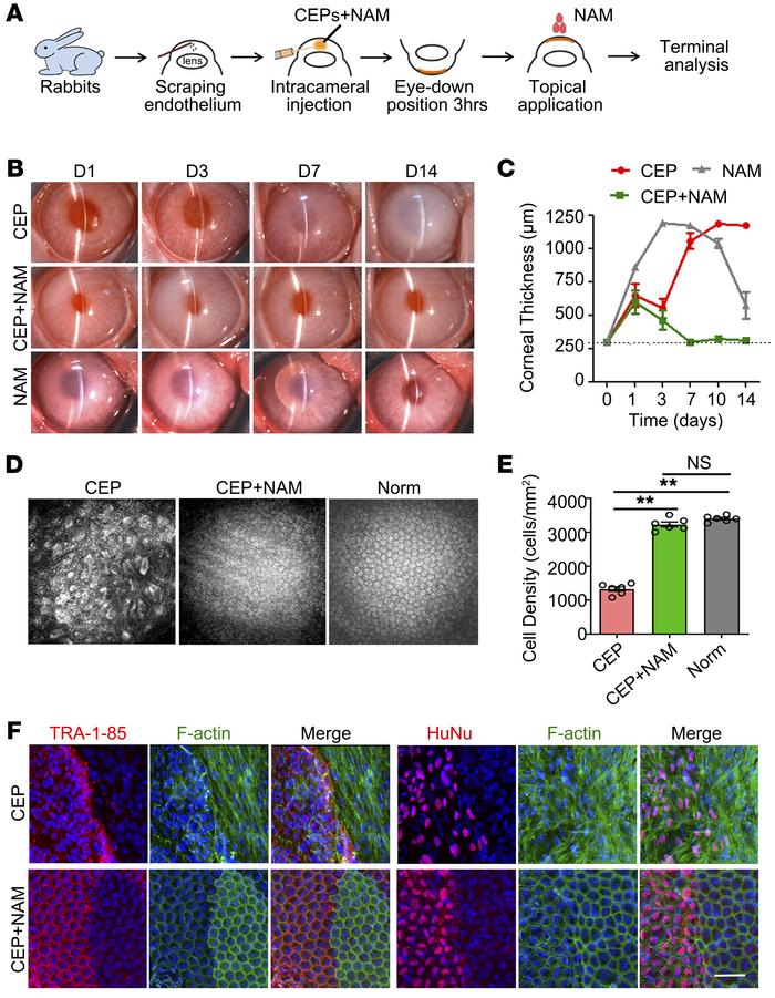 JCI - Long-term corneal recovery by simultaneous delivery of hPSC ...