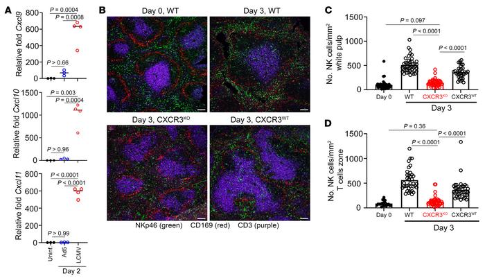 JCI - Natural killer cell immunosuppressive function requires CXCR3 ...