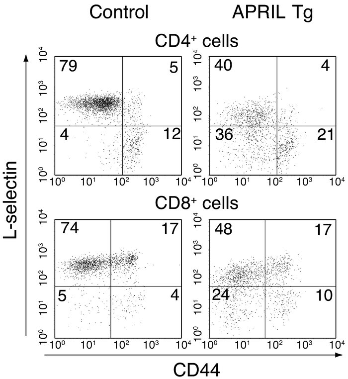 JCI - APRIL modulates B and T cell immunity