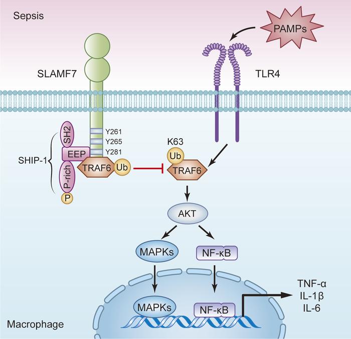 JCI - SLAMF7 regulates inflammatory response in macrophages during ...