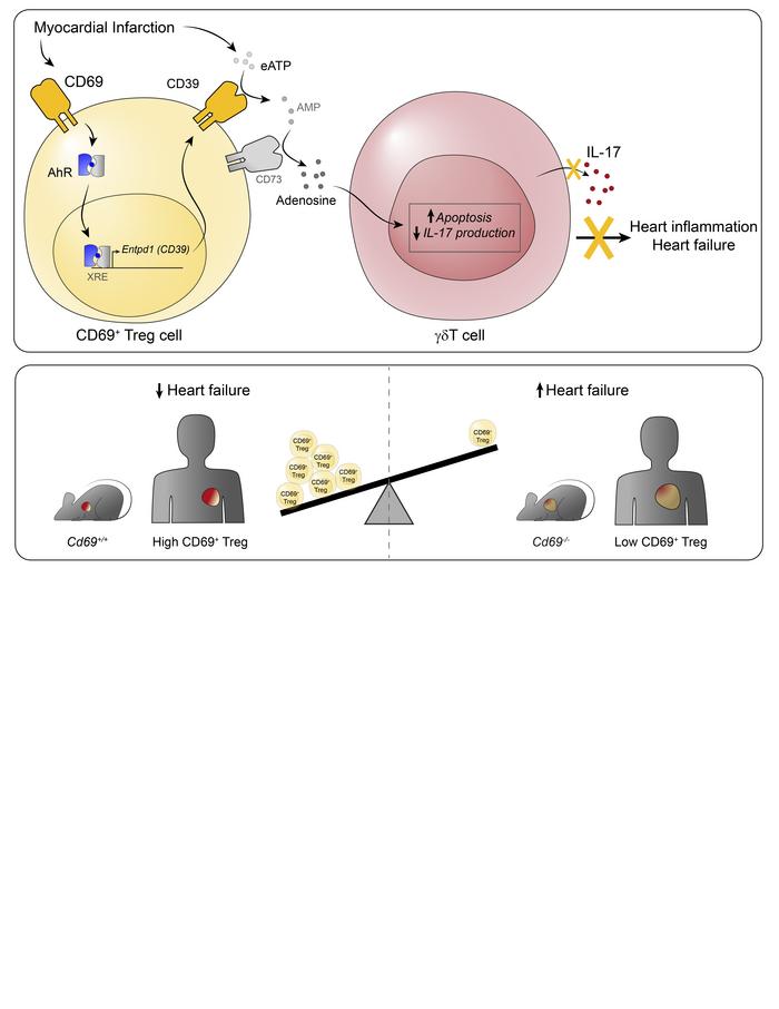 JCI - CD69 expression on regulatory T cells protects from immune damage ...