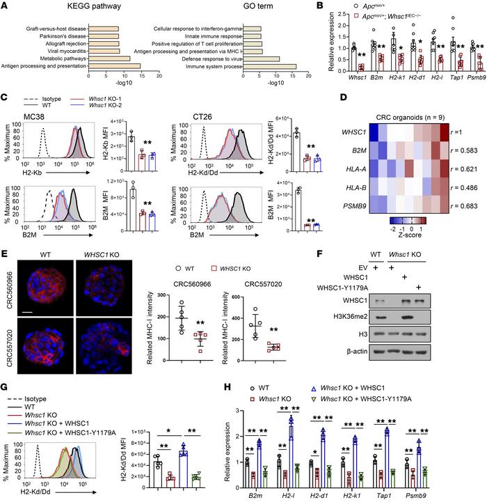 Jci Histone Methyltransferase Whsc1 Loss Dampens Mhc I Antigen