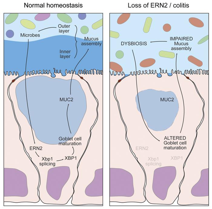 JCI - The epithelial-specific ER stress sensor ERN2/IRE1β enables host ...