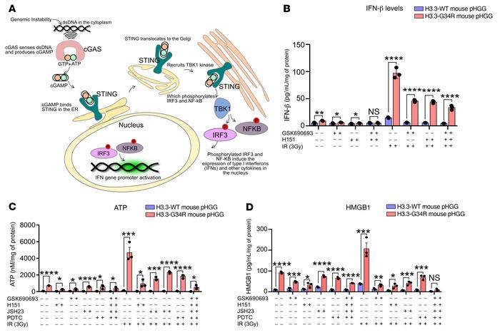 JCI - H3.3-G34 mutations impair DNA repair and promote cGAS/STING-mediated immune responses in ...