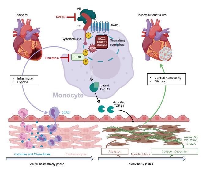JCI - Targeting myeloid cell coagulation signaling blocks MAP kinase ...