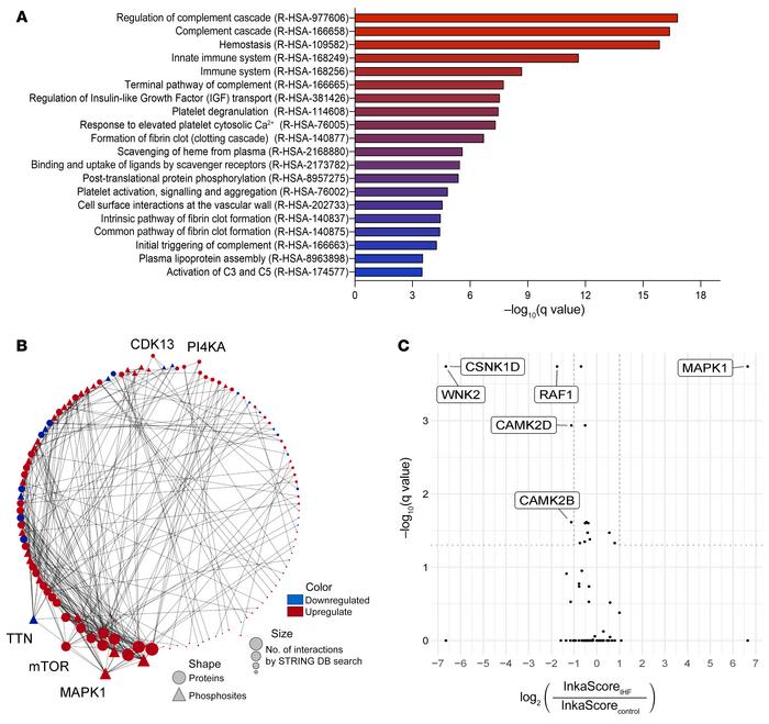 JCI - Targeting myeloid cell coagulation signaling blocks MAP kinase ...