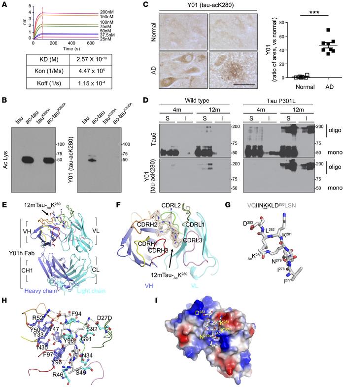 JCI - Monoclonal antibody Y01 prevents tauopathy progression induced by ...