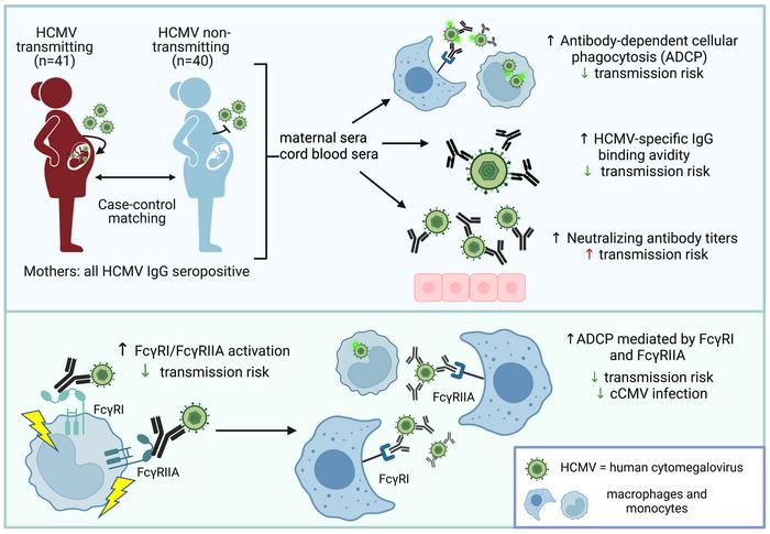 JCI - Maternal Fc-mediated non-neutralizing antibody responses ...