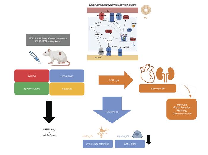 Jci Single Cell Transcriptomics And Chromatin Accessibility Profiling