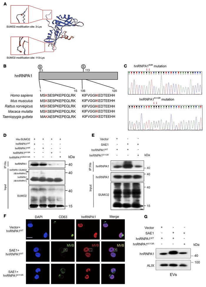 JCI - KRAS mutant–driven SUMOylation controls extracellular vesicle transmission to trigger ...