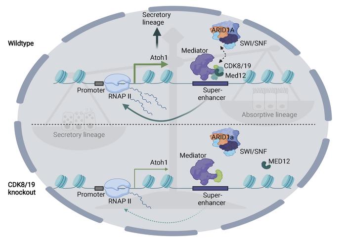 JCI - Mediator kinase regulates intestinal differentiation and ...