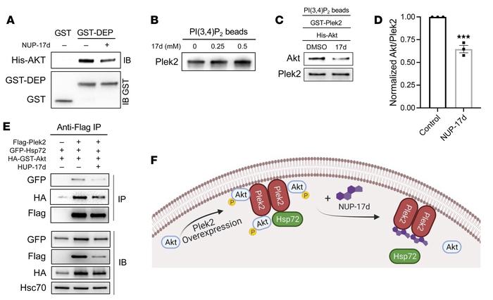 JCI - Targeting pleckstrin-2/Akt signaling reduces proliferation in ...
