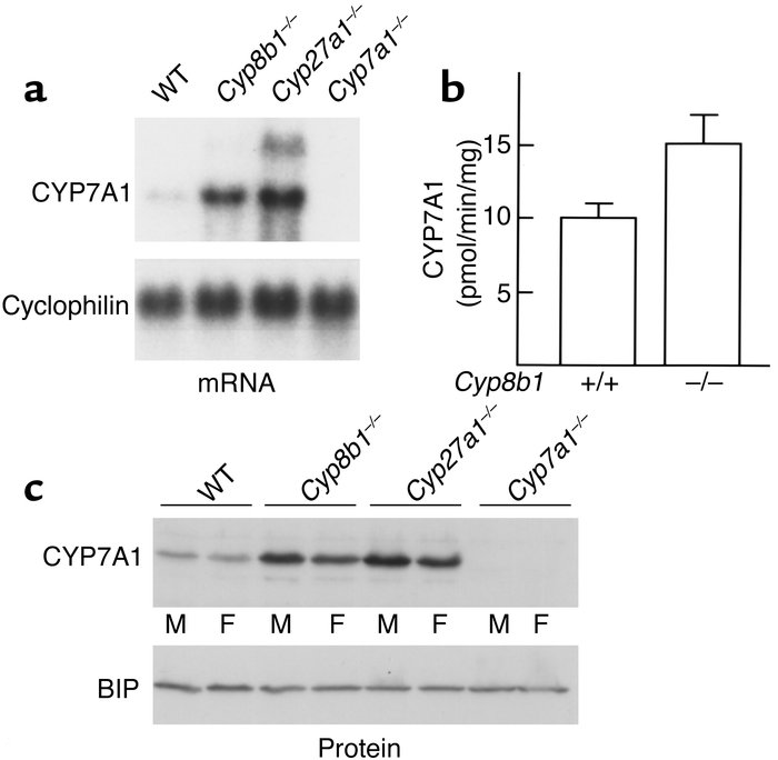 JCI - Cholic acid mediates negative feedback regulation of bile acid ...