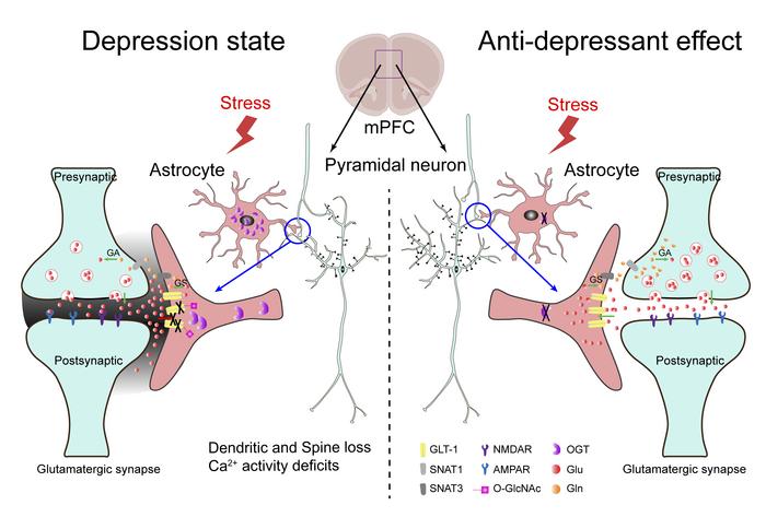 JCI - O-GlcNAc transferase in astrocytes modulates depression-related ...