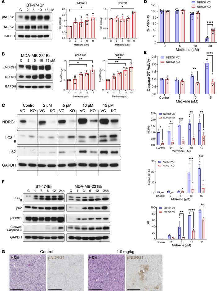 JCI - Metixene is an incomplete autophagy inducer in preclinical models ...