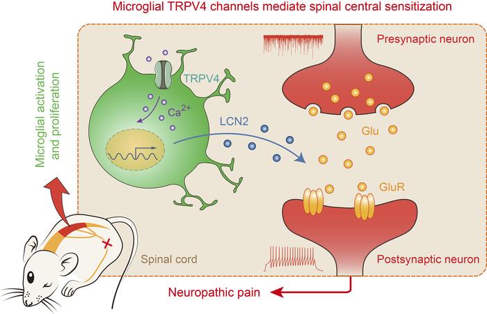 JCI - A TRPV4-dependent neuro-immune axis in the spinal cord promotes ...