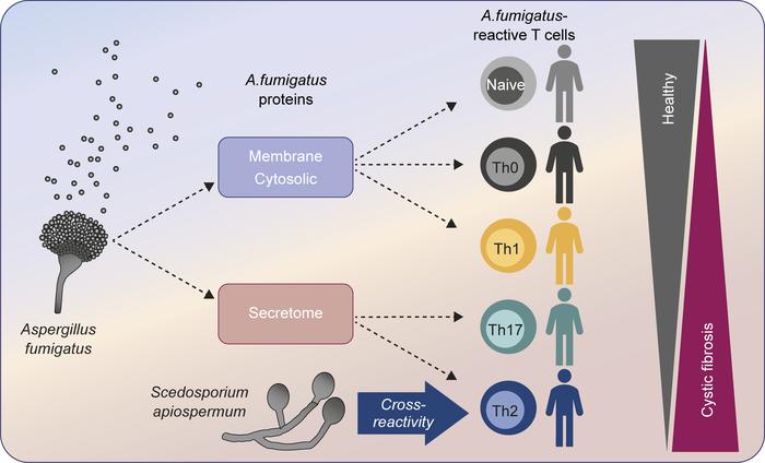 JCI - Antigen specificity and cross-reactivity drive functionally ...