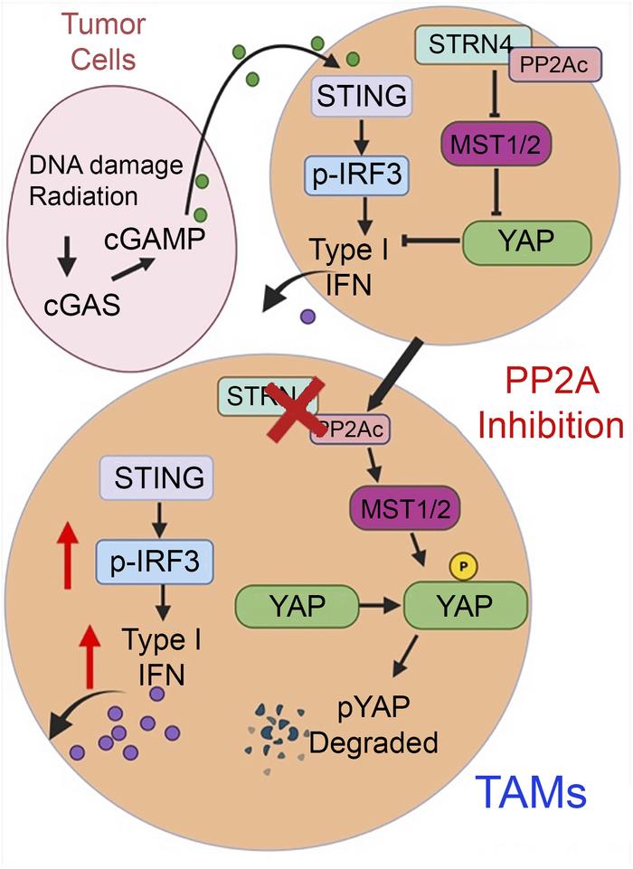 Jci Pp2ac Strn4 Negatively Regulates Sting Type I Interferon