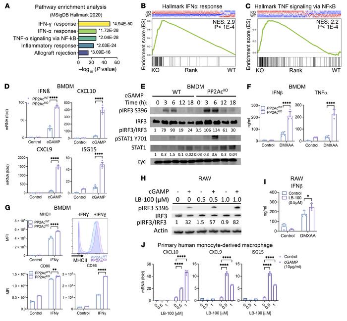 Jci Pp2ac Strn4 Negatively Regulates Sting Type I Ifn Signaling In