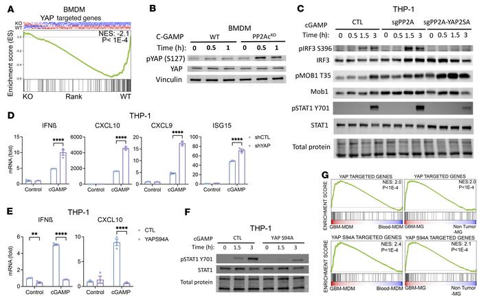 Jci Pp2ac Strn4 Negatively Regulates Sting Type I Ifn Signaling In