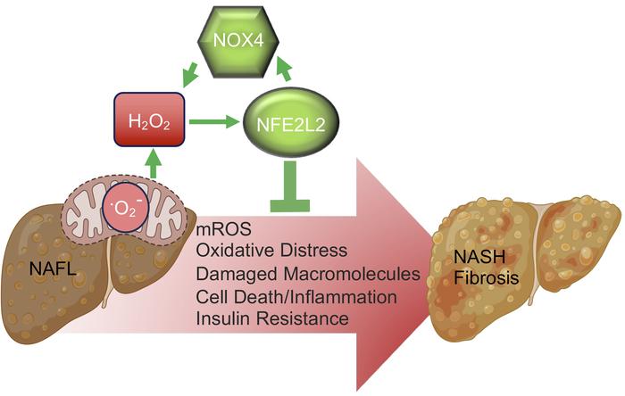 JCI - Mitochondrial- and NOX4-dependent antioxidant defence mitigates ...