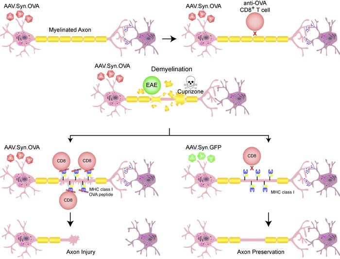 JCI - CD8+ T cells recognizing a neuron-restricted antigen injure axons ...
