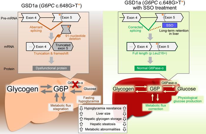 JCI - A splice-switching oligonucleotide treatment ameliorates glycogen ...