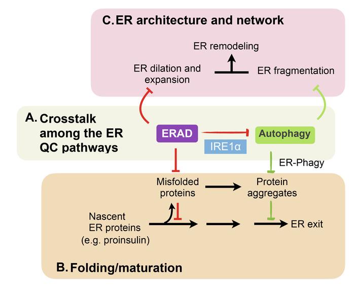 JCI - Integration of ER protein quality control mechanisms defines β ...