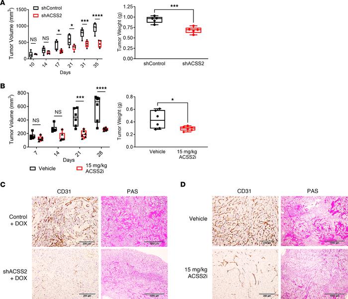 JCI - HIF-2α expression and metabolic signaling require ACSS2 in clear ...